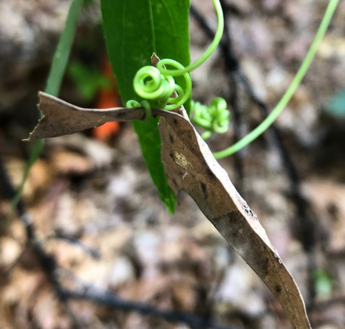 Twiners and Climbers | Back 2 the Garden
